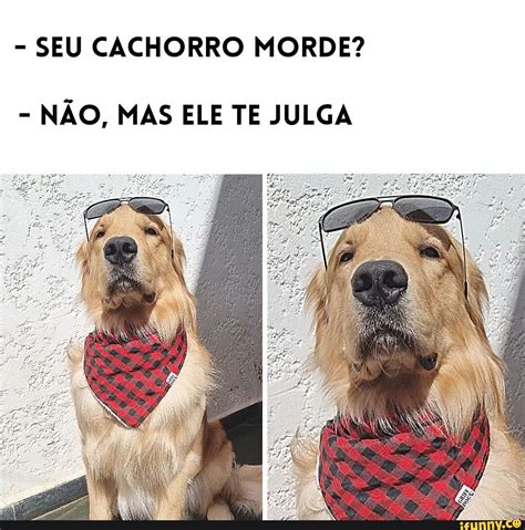 Seu Cachorro Morde NÃo Mas Ele Te Julga