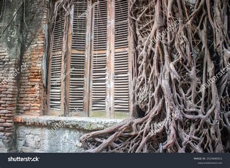 resultados de imágenes fotos de stock e ilustraciones libres de regalías para Tree roots