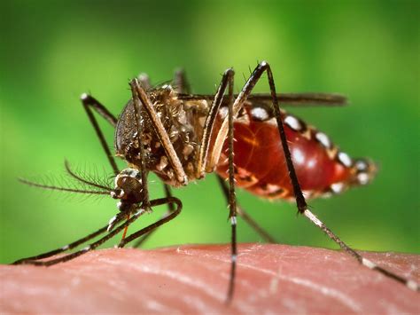 Dengue Mosquito Vs Normal Mosquito