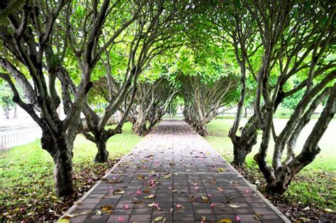 Page 38 Tree Lined Path Images Free Download On Freepik