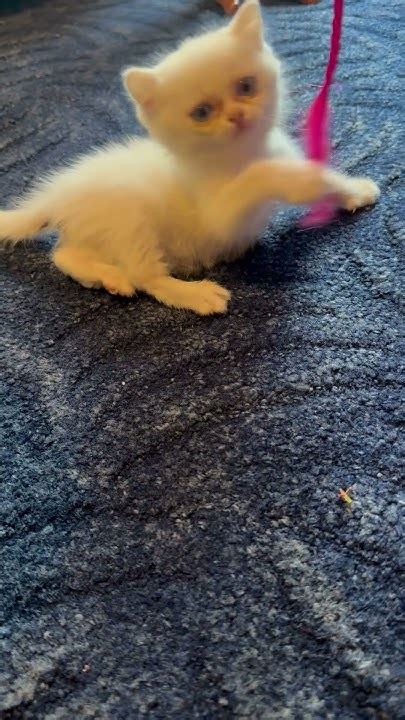 قط بريطاني يلعب باول يوم ببيته الجديد Youtube