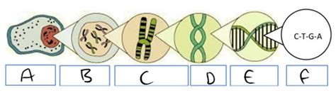 Reproduction And Variation 👶🏼 Flashcards Quizlet