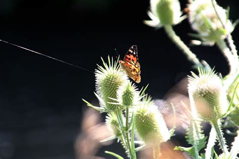 엉 겅 퀴 꽃 나비 Pixabay의 무료 사진 Pixabay