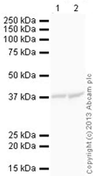 Anti Gapdh Antibody Loading Control Ab9485 Abcam