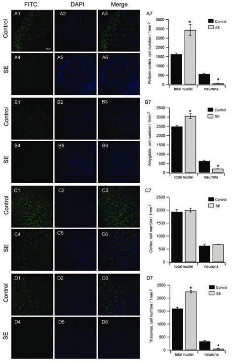 Quantification Of Neuronal Density In The Piriform Cortex Amygdala