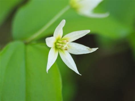 チゴユリ at 落倉自然園 ひろの花散歩