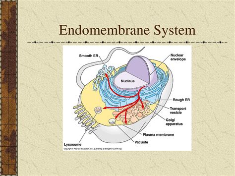 The Cell Ppt Download