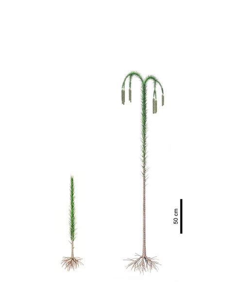Extinct Trees