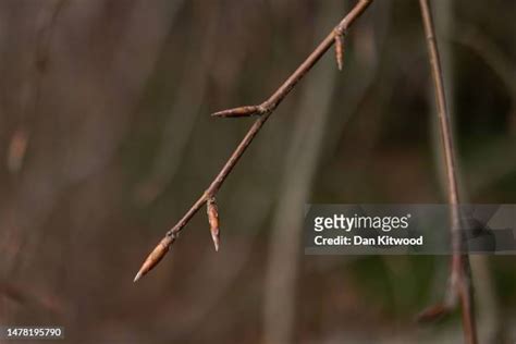 The Weeping Beech Photos And Premium High Res Pictures Getty Images