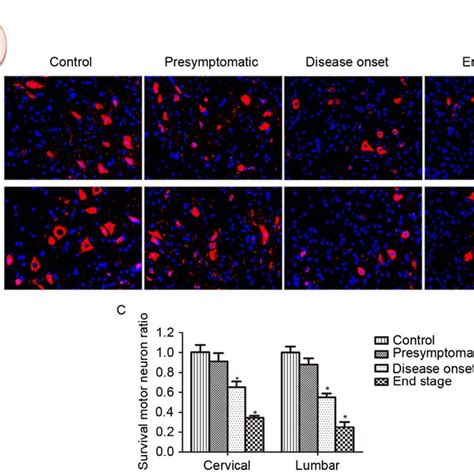 Gfap And Aqp4 Expression And Localization In The Ventral Horn Of The