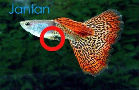 Ikan Gapi Id