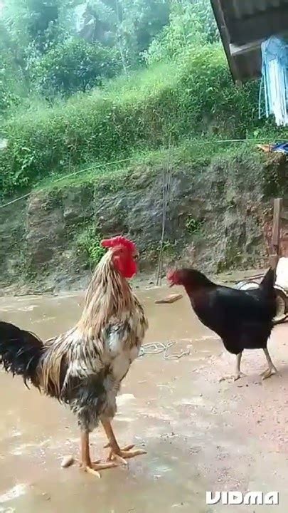 කුකුළා සින්දු කියනවා Youtube