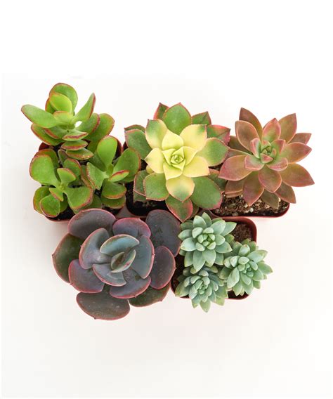 Unique Mini Succulent Collection Shop Succulents