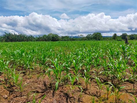 Perkebunan Pertanian Dinas Penanaman Modal Dan Pelayanan Terpadu Satu Pintu