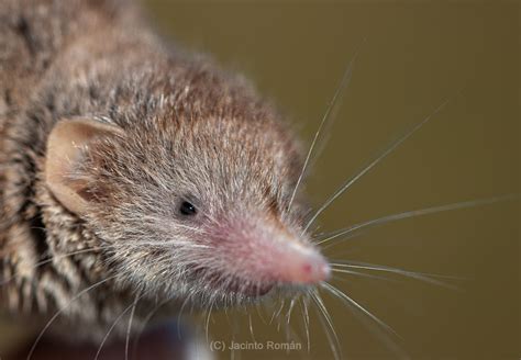Crocidura Russula Secem