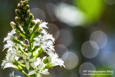 PF Photographs Blog
