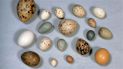 The Mathematical Lives Of Plants Science News