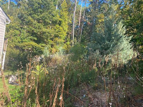 Overgrown Yard Cleanup Pros