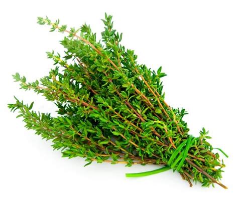 Thyme Herb Nutrition Facts Know More About Its Benefits And Uses