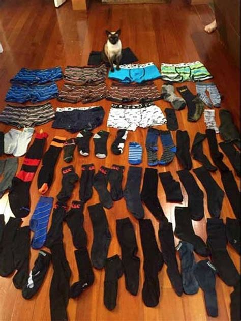 Dona Tenta Encontrar Dono Das Várias Peças Íntimas Roubadas Pela Sua Gata