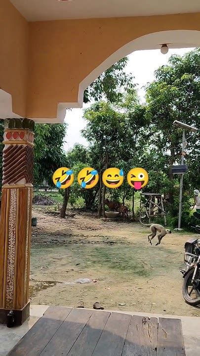 ले तू तू तू 🤣 बंदर क्या जानें अदरक का स्वाद 🤣😅😜viral Trending Funny
