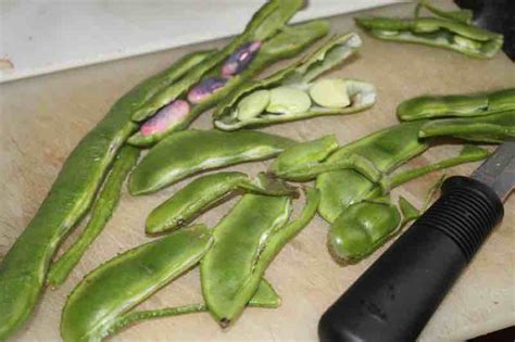 Shelling Large Green Beans Is Time Consuming But There Are Ways