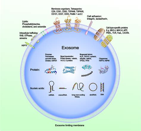 Figure 2 From Tumor Derived Exosomes In Tumor Induced Immune