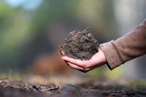 Premium Photo University Babe Conducting Research On Forest Health Farmer Collecting Soil