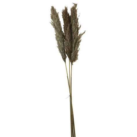 Floristik24 ch Pampasgras getrocknet Deko Trockengräser Natur 95cm 3 St