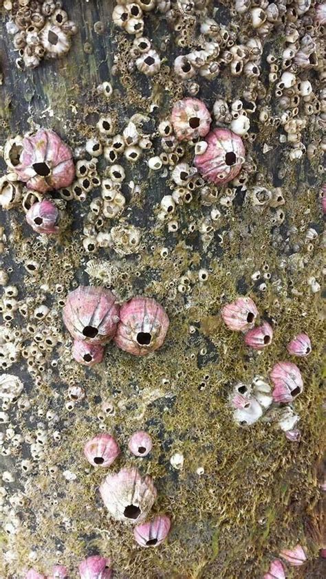 Barnacles Mermaid On Rock Mollusca Ren Fest Vacation Days Lichen