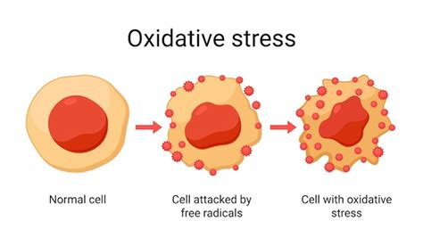 Premium Vector Oxidative Stress Vector Design Illustration