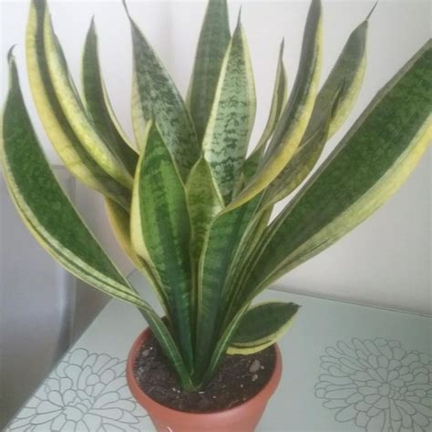 сансевиерия щучий хвост купить в Красноярске цена 700 руб дата размещения 20 02 2024