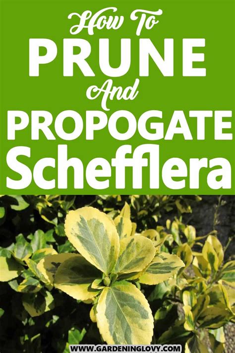 16 Best Pruning Schefflera Techniques Step By Step Guide Artofit