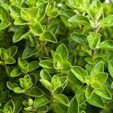 How To Grow And Care For Hass Avocado Grafted Plants A Complete Guide