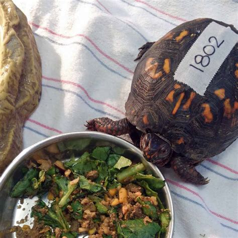 Box Turtle Too Sick To Hibernate For The Winter Emeraidvet