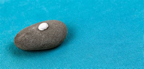 작은 흰 조개껍질이 회색 돌 위에 놓여 있습니다 텍스트에 대한 빈 장소와 파란색 아쿠아 트렌디 한 직물 배경입니다 개인 장식품에 대한 스톡 사진 및 기타 이미지 Istock