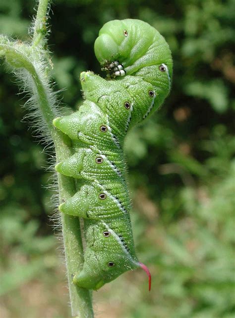 How To Identify And Control Tomato Hornworm Caterpillars Garden