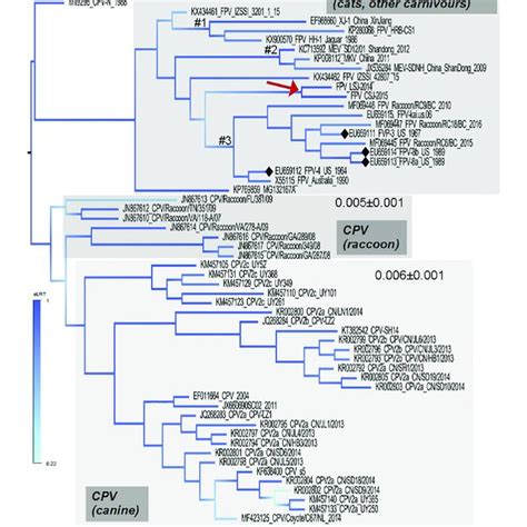 Phylogenetic Tree Constructed Using Near Full Genomes Of Carnivorous