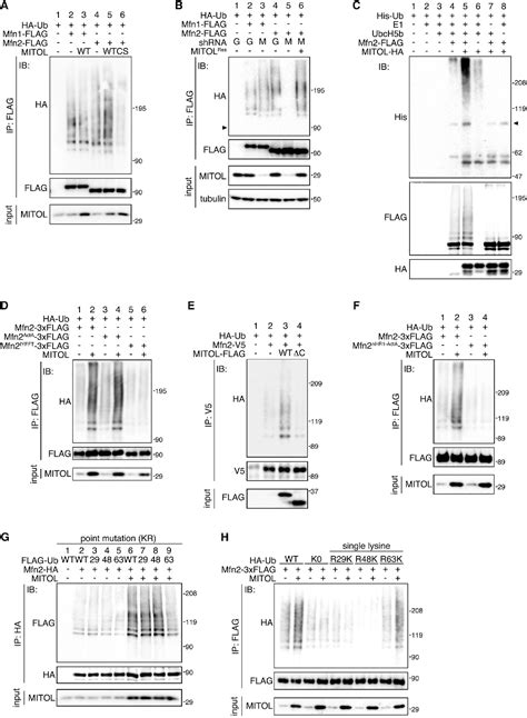 Figure 2 From Mitol Regulates Endoplasmic Reticulum Mitochondria