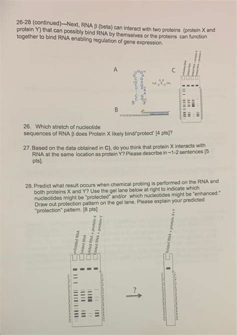 Pts DMS Chemical Probing Of RNA And Chegg