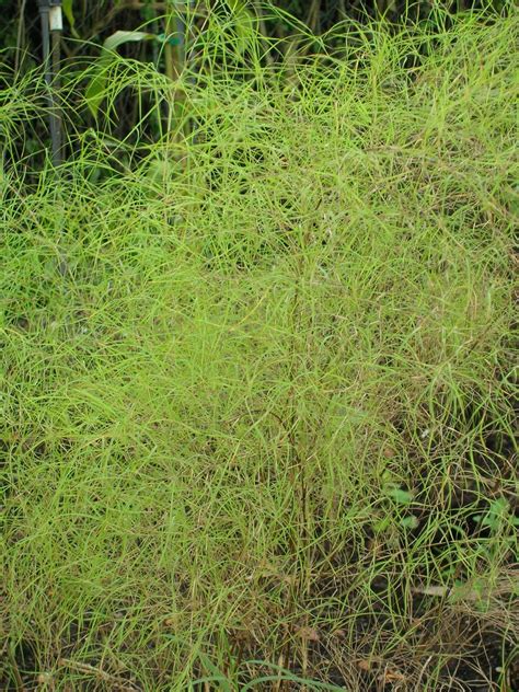 Muhlenbergia Dumosa Bamboo Muhly Grass2 Richard Lyons Nursery Inc