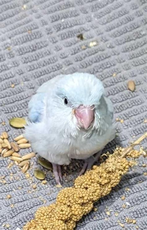 Herbie R Parrotlet