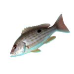 Lane Snapper Reef Smart Guides
