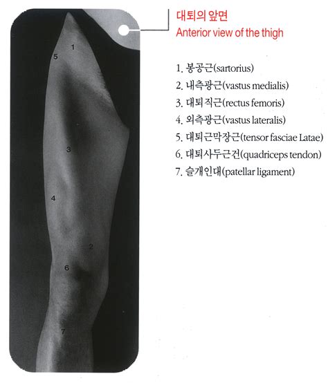 넙다리대퇴의 근육 4 Vastus Lateralis 가쪽넓은근 외측광근外側廣筋 네이버 블로그