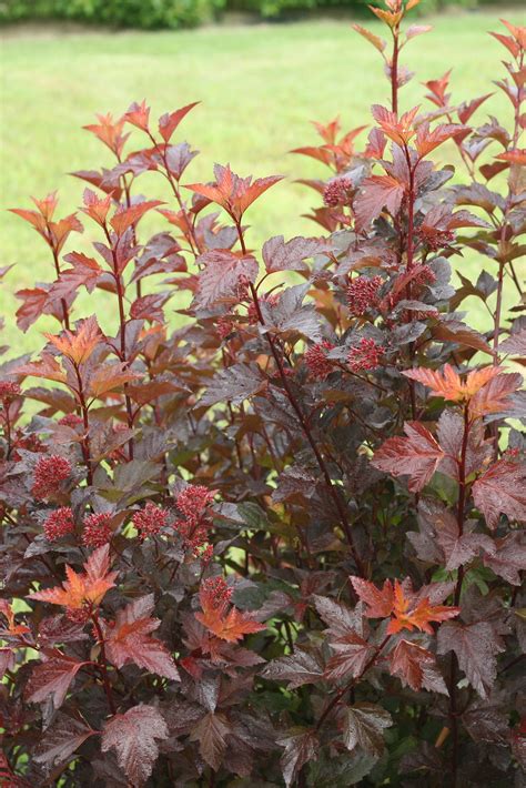 19 Physocarpus Pruning Plants Amatannice