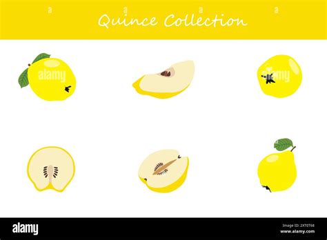 Quince Collection Quince In Different Poses Vector Illustration Stock