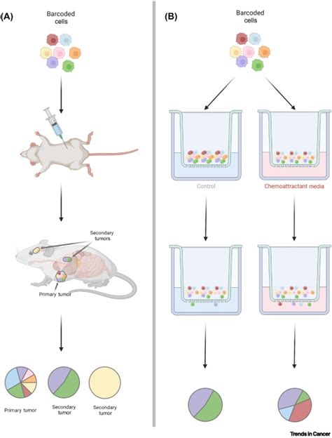 Cellular Barcoding Tracks Heterogeneous Clones Through Selective