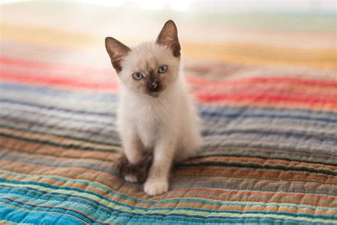 Siamese Cats All You Need To Know Siamese Of Day