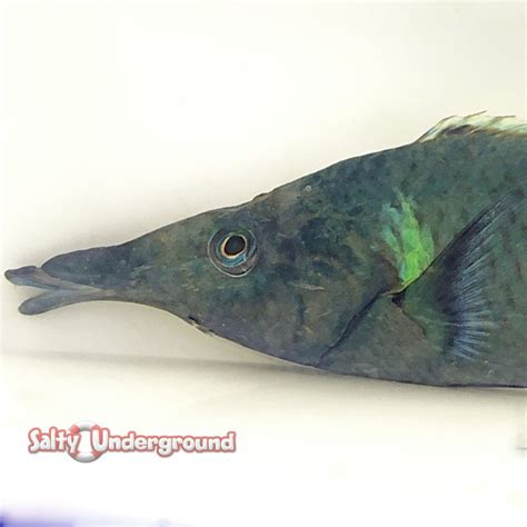 Salty Underground Blue Bird Wrasse Gomphosus Caeruleus