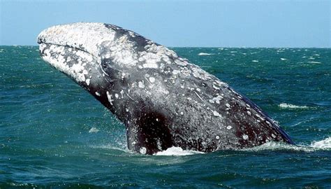 ¿cuándo Y Cómo Se Extinguió La Ballena Gris En El Atlántico Norte